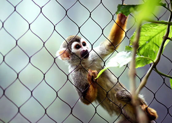 Quality Wire Rope Mesh & Zoo Wire Mesh factory from China
