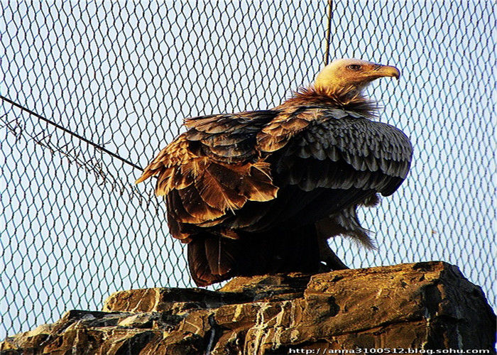 Bird 7x19 Aviary Wire Netting , Stainless Steel Ferrule Rope Mesh