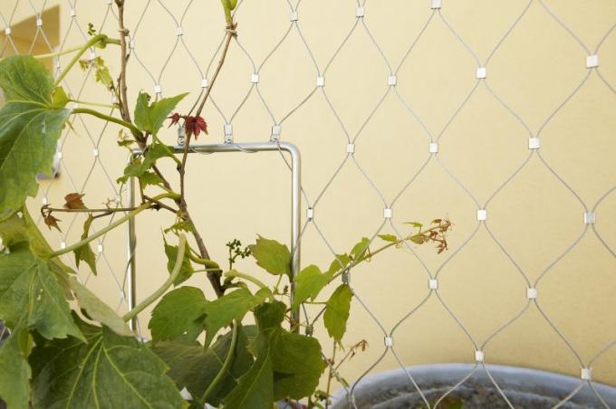 Architectural Facade Wire Rope Plant Trellis Climbing Support Yard ...
