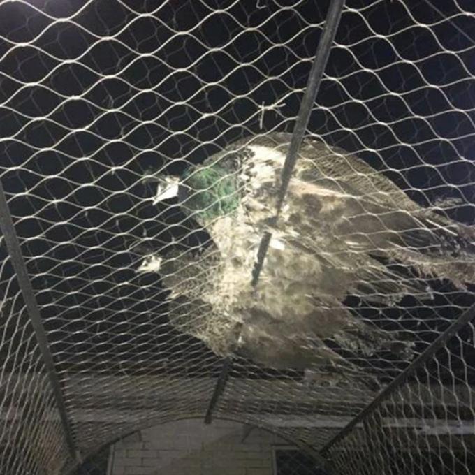 Custom Zoo Wire Meshing For Animal Cages In SS304 SS316 SS316L